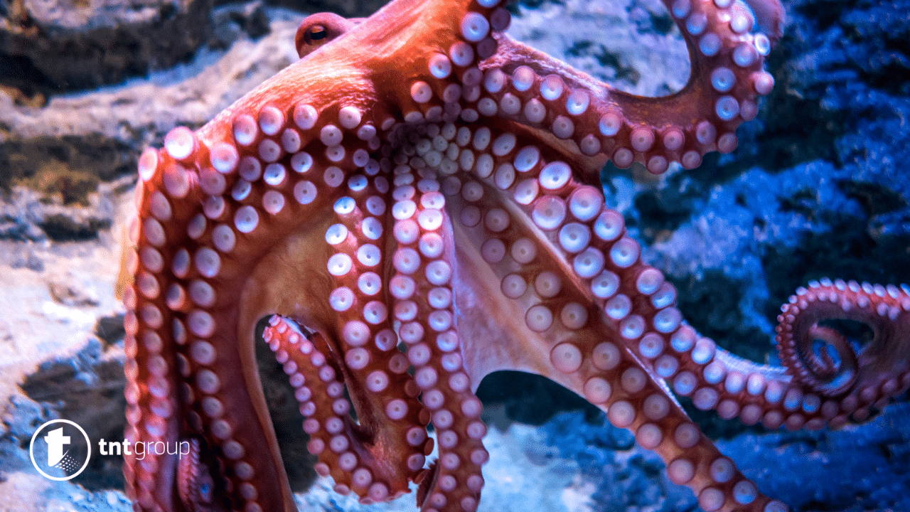 Octopus Dream Meaning - 25 Best Meanings and Symbolisms