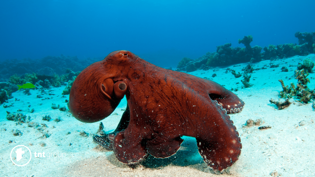 Octopus Dream Meaning - 25 Best Meanings and Symbolisms
